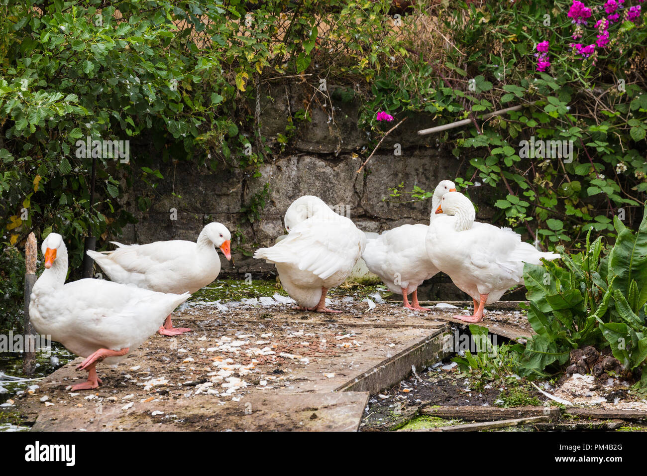 White geese on the Lee valley navigation canal London UK Stock Photo ...