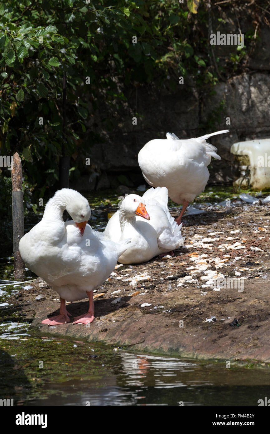 Sedentary birds hi-res stock photography and images - Alamy