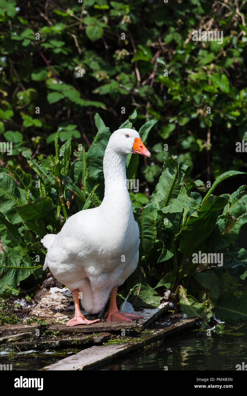 Sedentary birds hi-res stock photography and images - Alamy