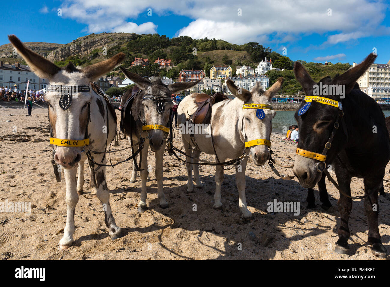 Seaside donkey rides. summer vacation LLandudno seafront front. North ...