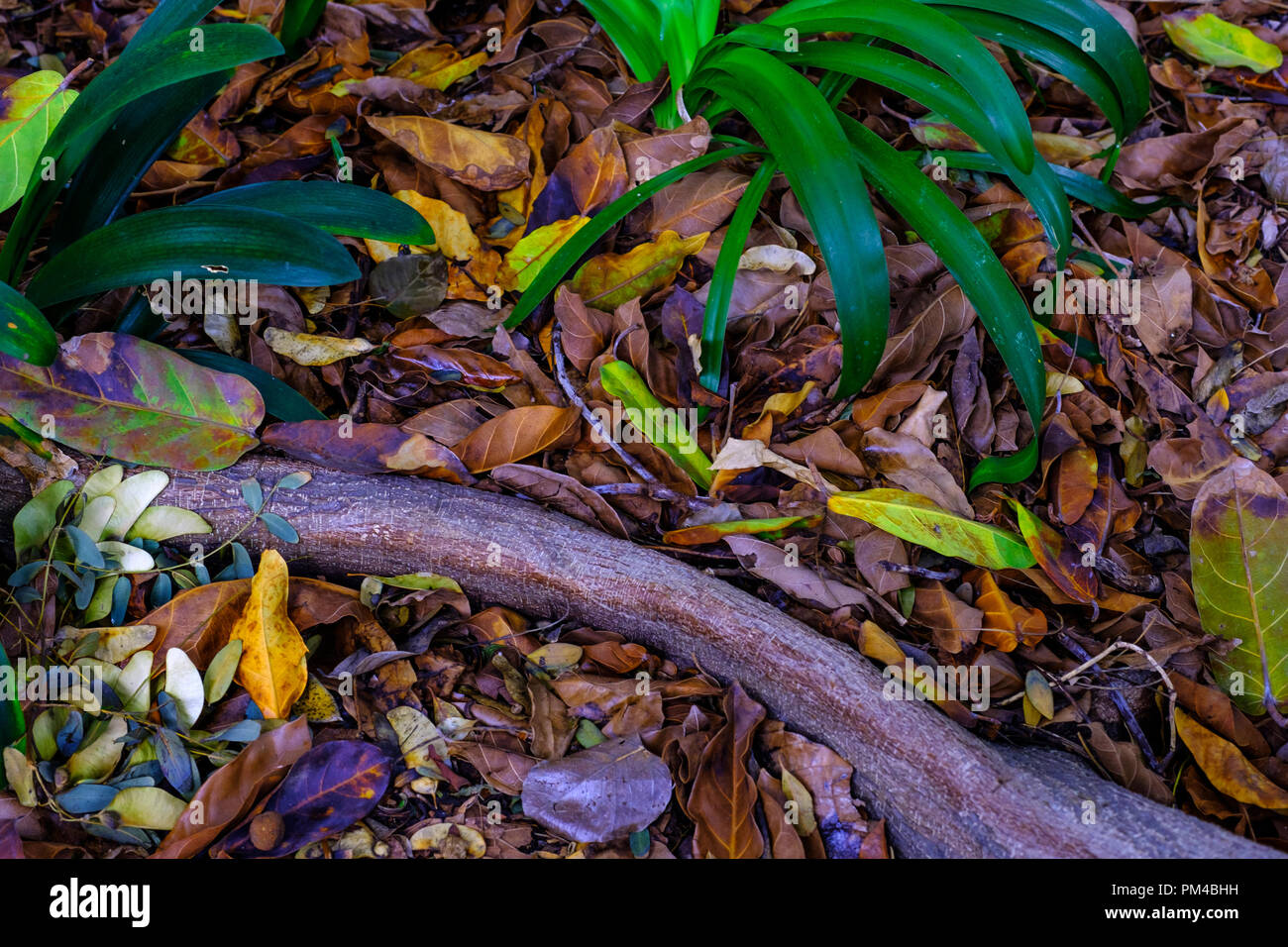Trees and plants in the botanical garden. Dense green vegetation in the ...