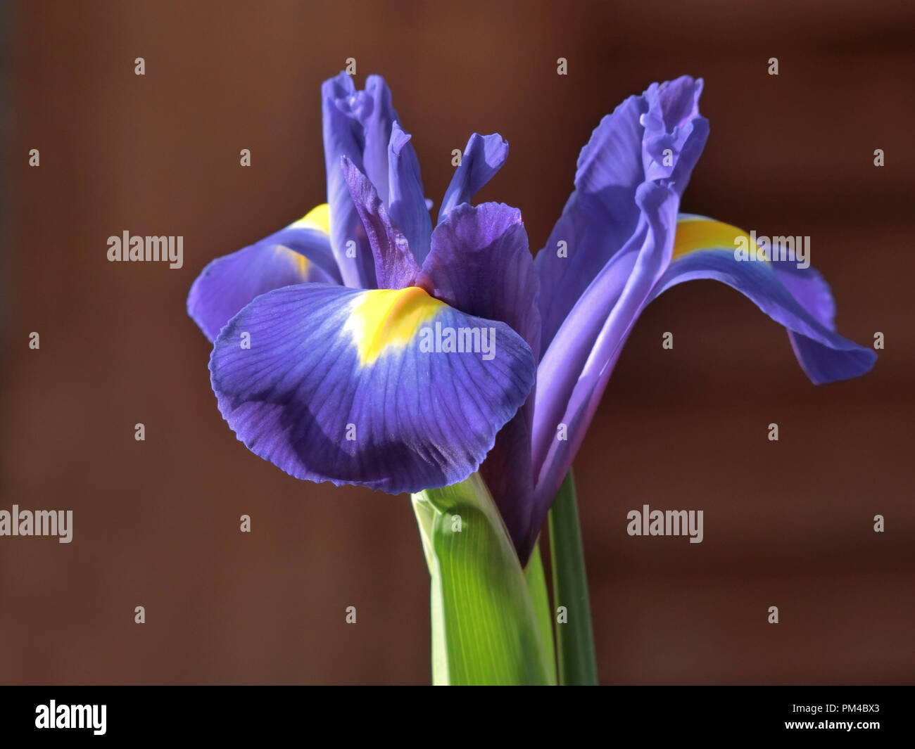 Blue dutch irises hi-res stock photography and images - Alamy