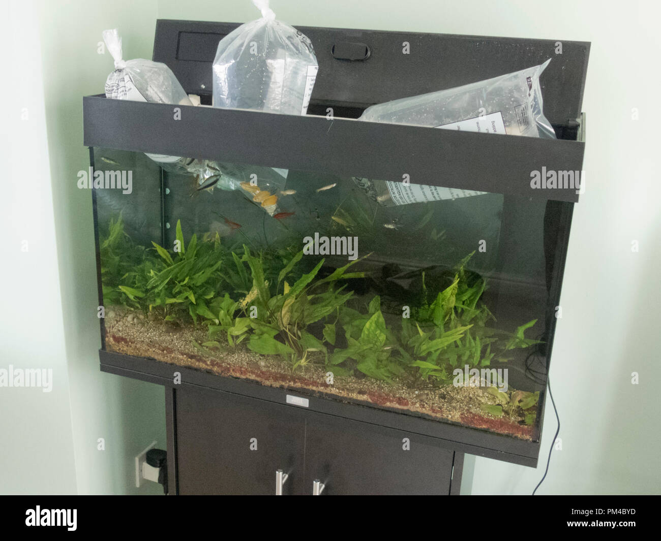 Tropical Freshwater Fish Being Introduced Into a Aquarium Stock Photo ...