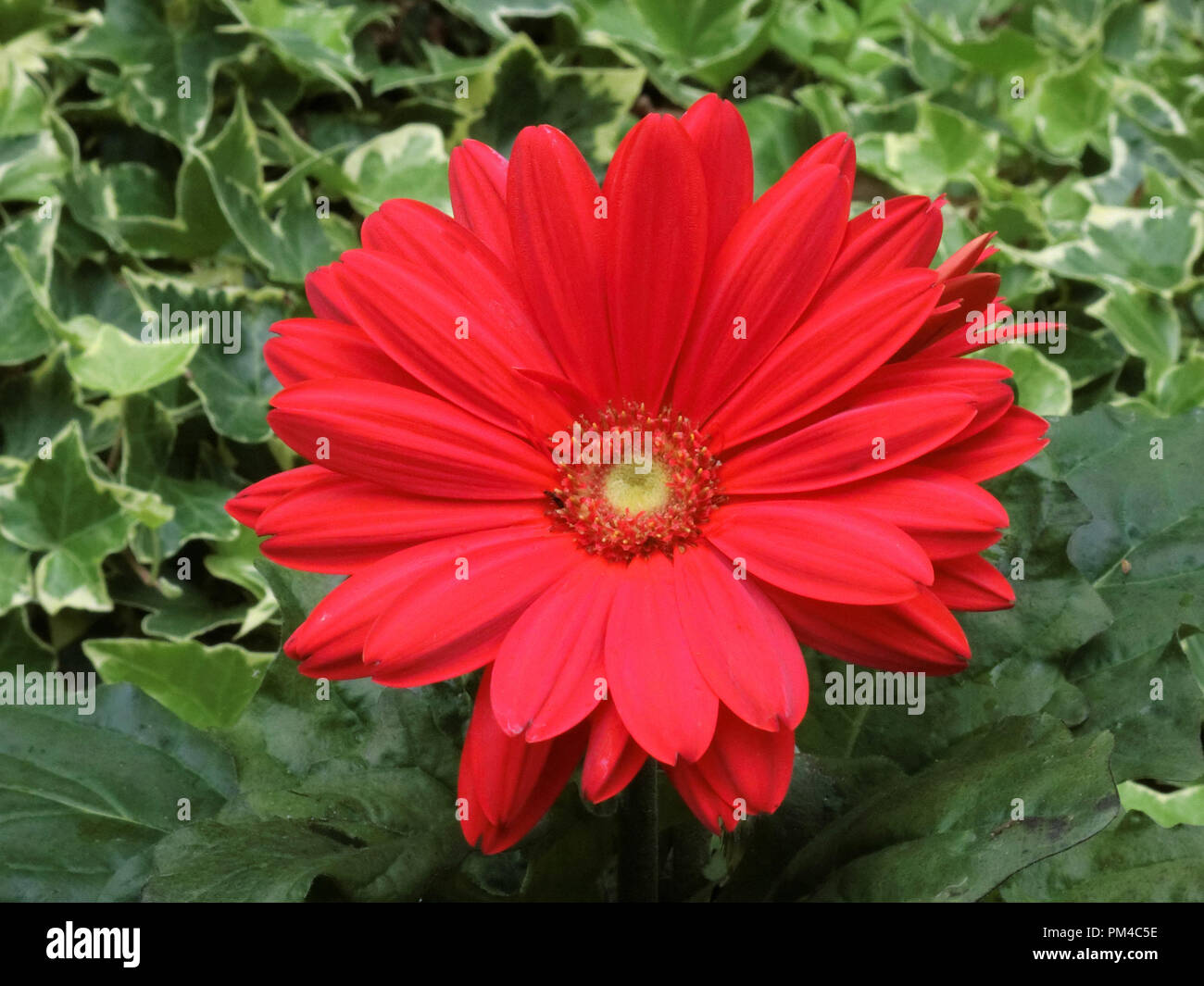 Gerbera Mega Revolution