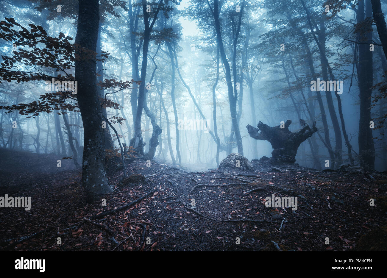 Mystical dark autumn forest with trail in blue fog. Landscape with ...