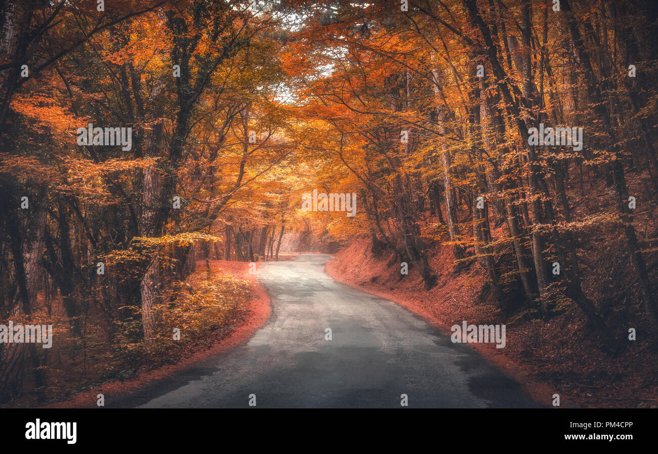 Amazing autumn forest with road in fog. Trees with red and orange ...