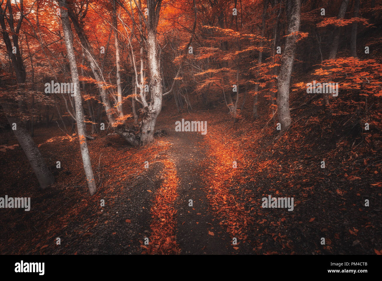 Scary autumn forest with trail in fog. Colorful landscape with ...