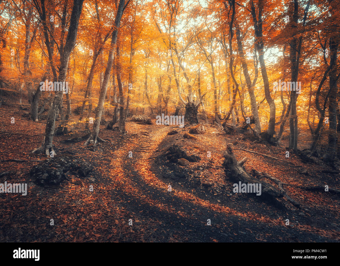 Autumn forest with trail in fog. Colorful landscape with beautiful ...