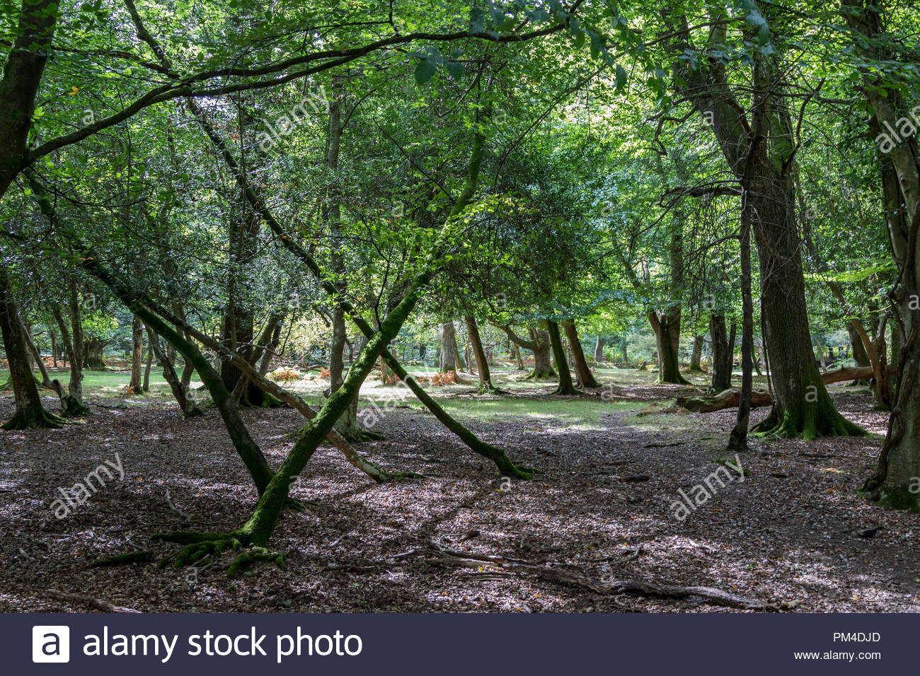 Woodland Scene High Resolution Stock Photography and Images - Alamy