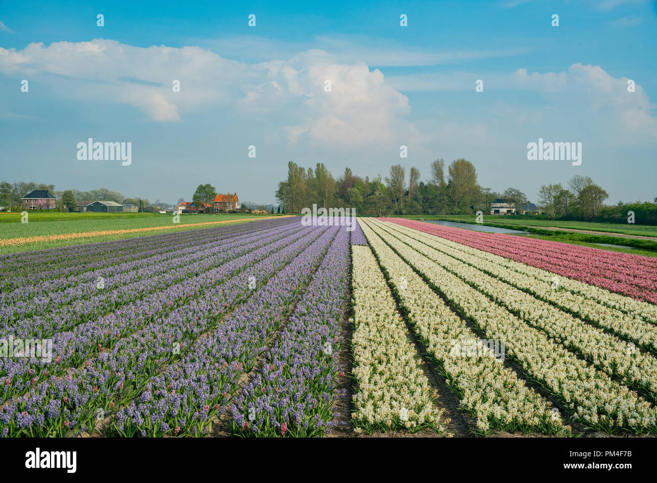 Beautiful color flowers blossom in a farm at Heemstede, Netherlands ...