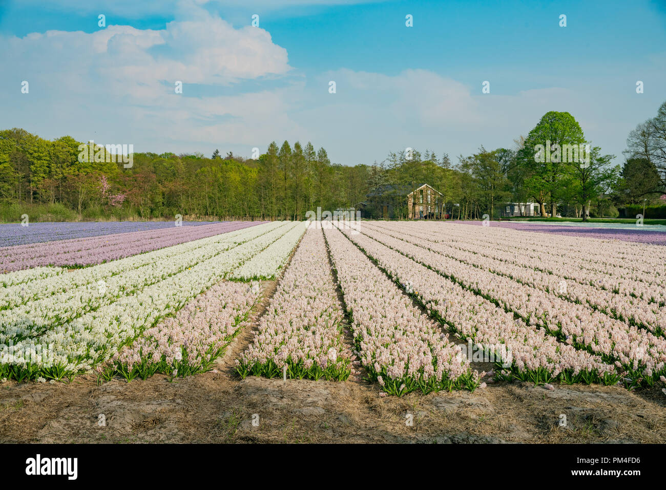 Beautiful color flowers blossom in a farm at Heemstede, Netherlands ...