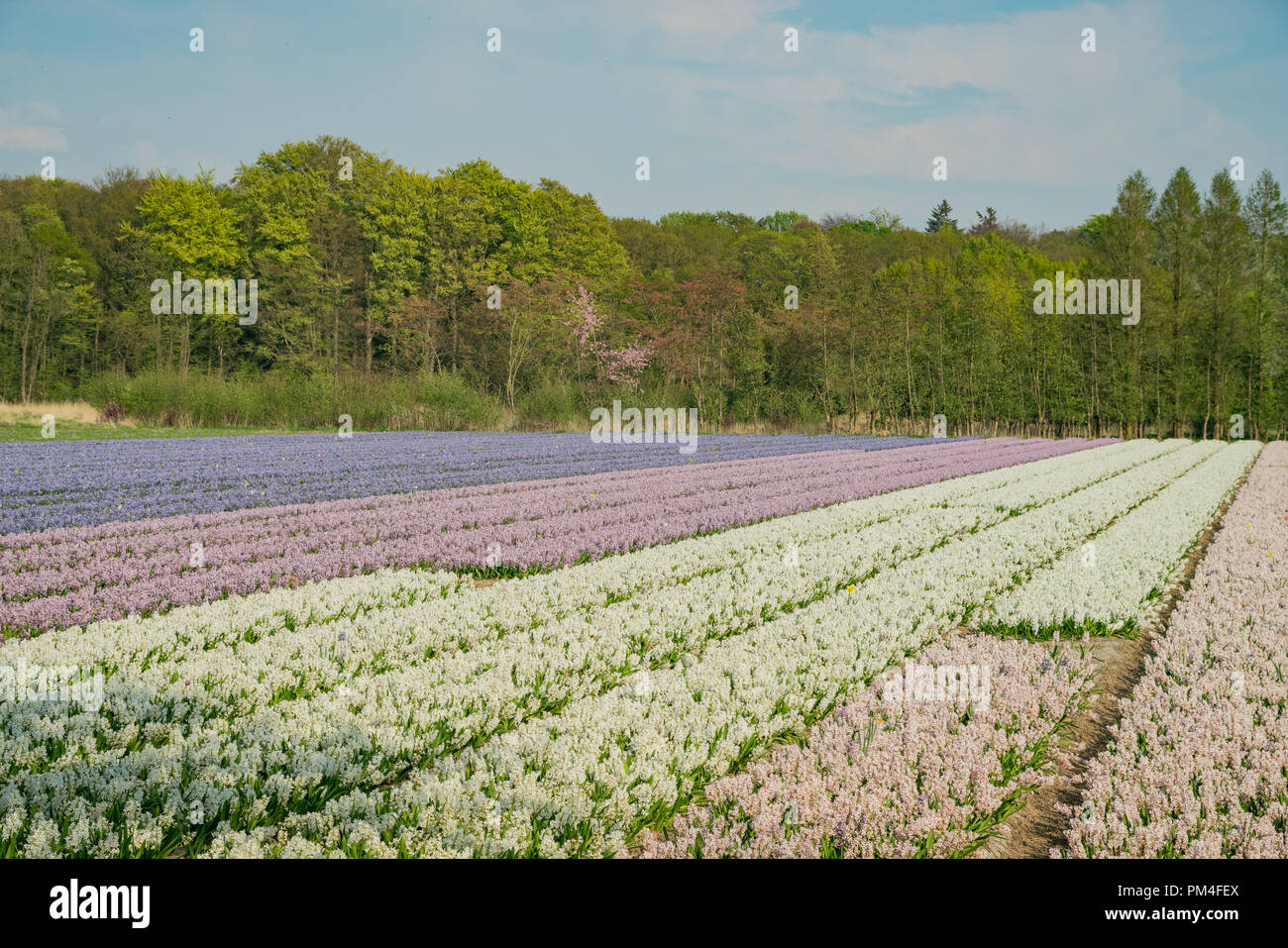 Beautiful color flowers blossom in a farm at Heemstede, Netherlands ...