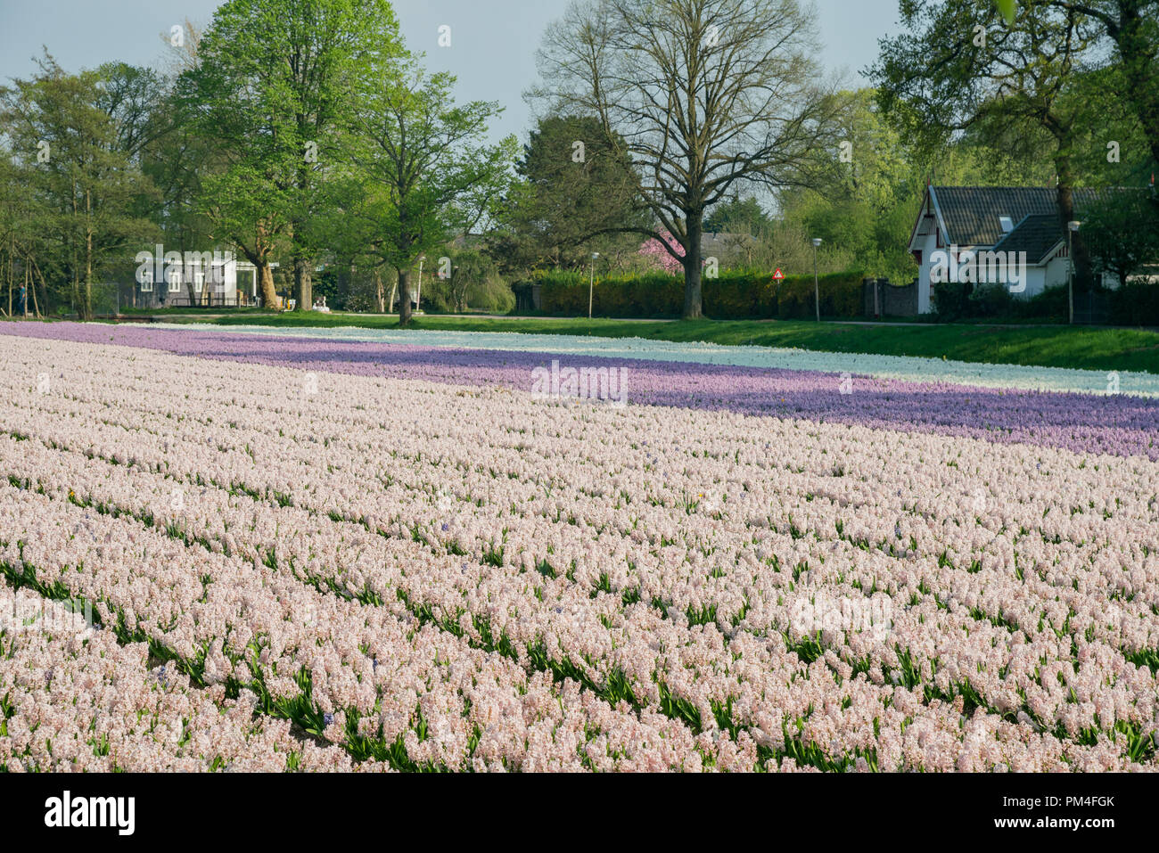 Beautiful color flowers blossom in a farm at Heemstede, Netherlands ...
