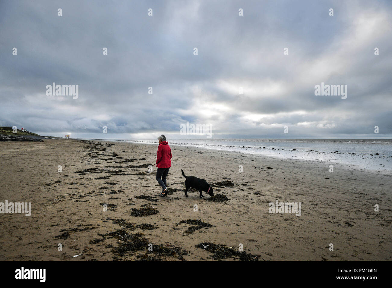 Pendine sands dog hi-res stock photography and images - Alamy