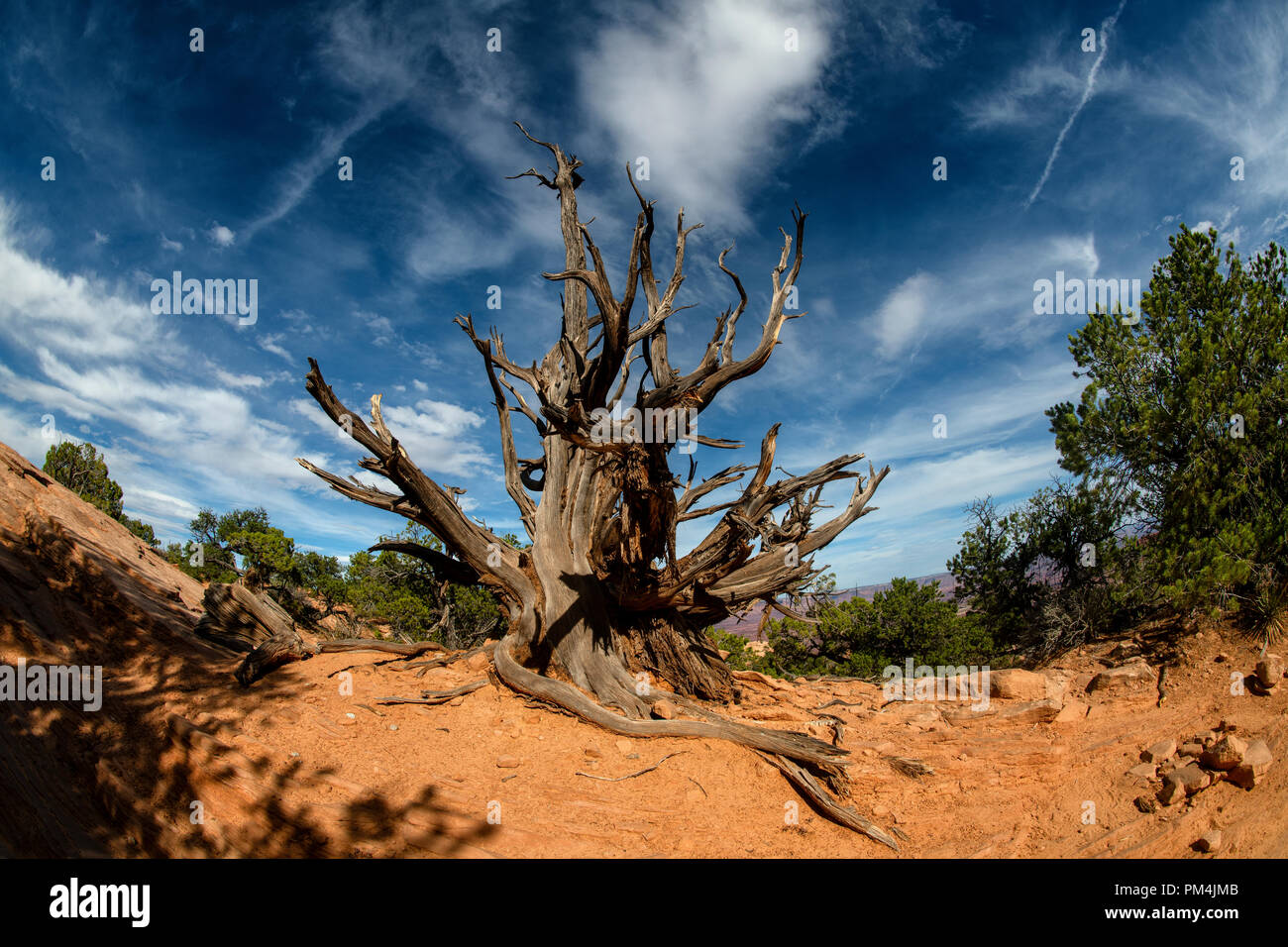 Juniper tree canyonlands hi-res stock photography and images - Alamy