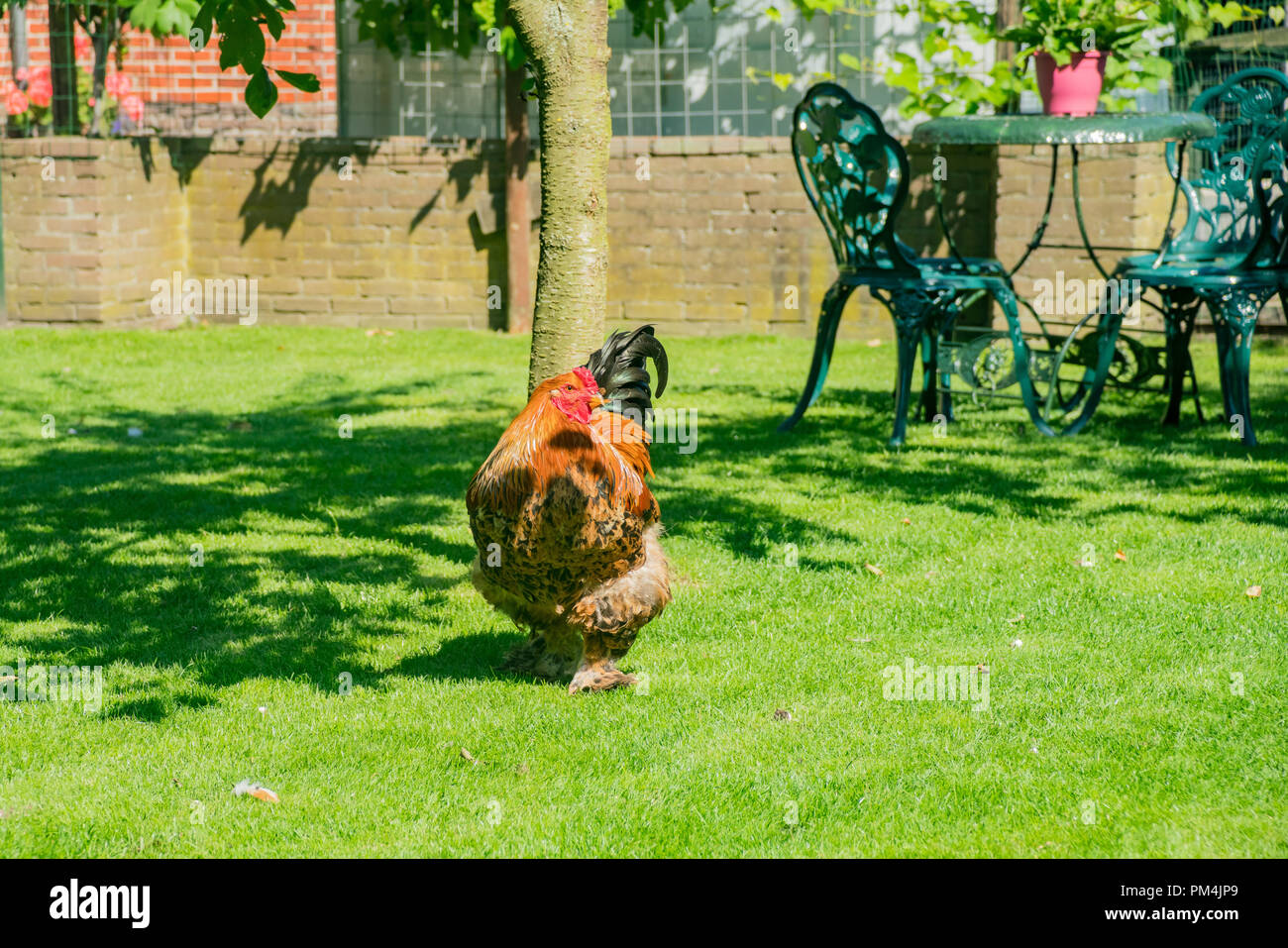 Male chicken hi-res stock photography and images - Alamy