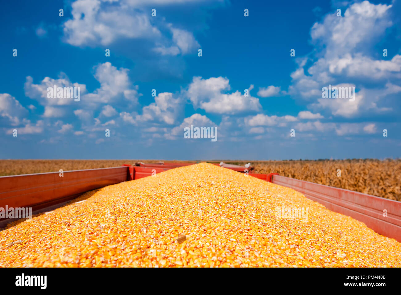 It was a good corn harvest, plenty of harvested corn maize kernels in ...
