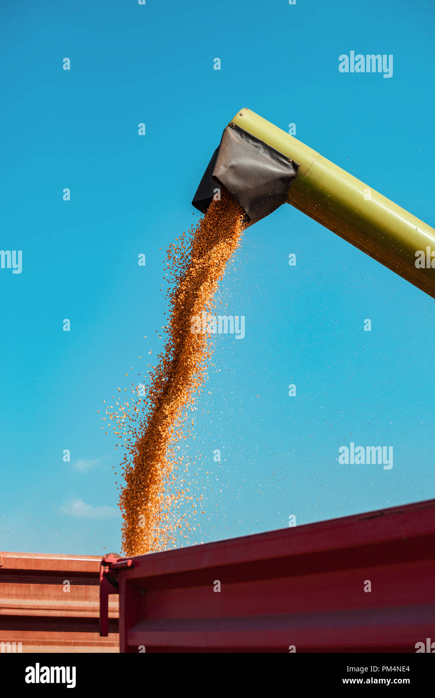 Combine unloader pouring harvested corn kernels into tractor cargo cart ...