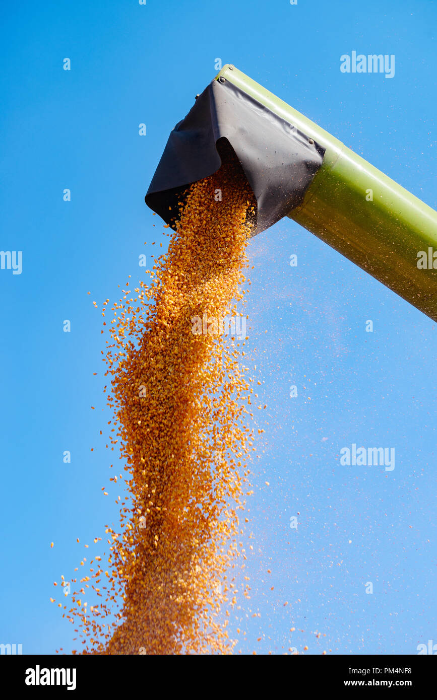 Combine unloader pouring harvested corn kernels into tractor cargo cart ...