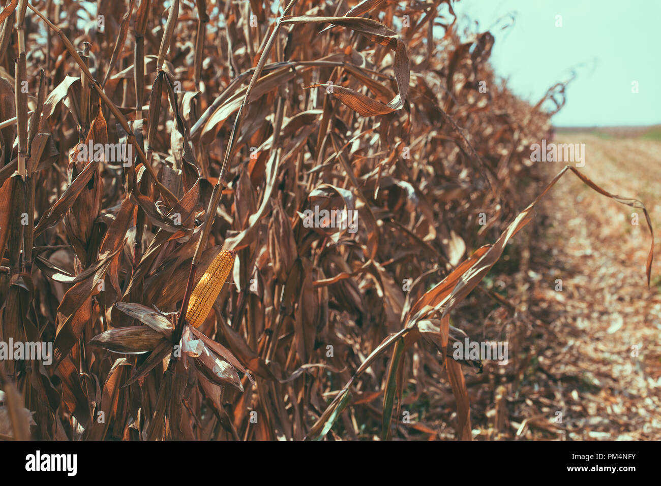Corn field, yellow cob on plant stalk Stock Photo - Alamy