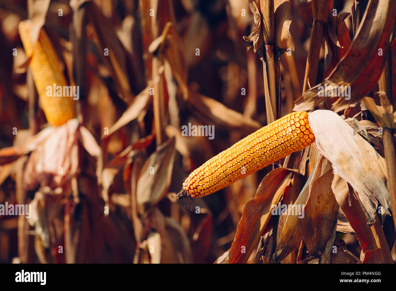 Corn field, yellow cob on plant stalk Stock Photo - Alamy
