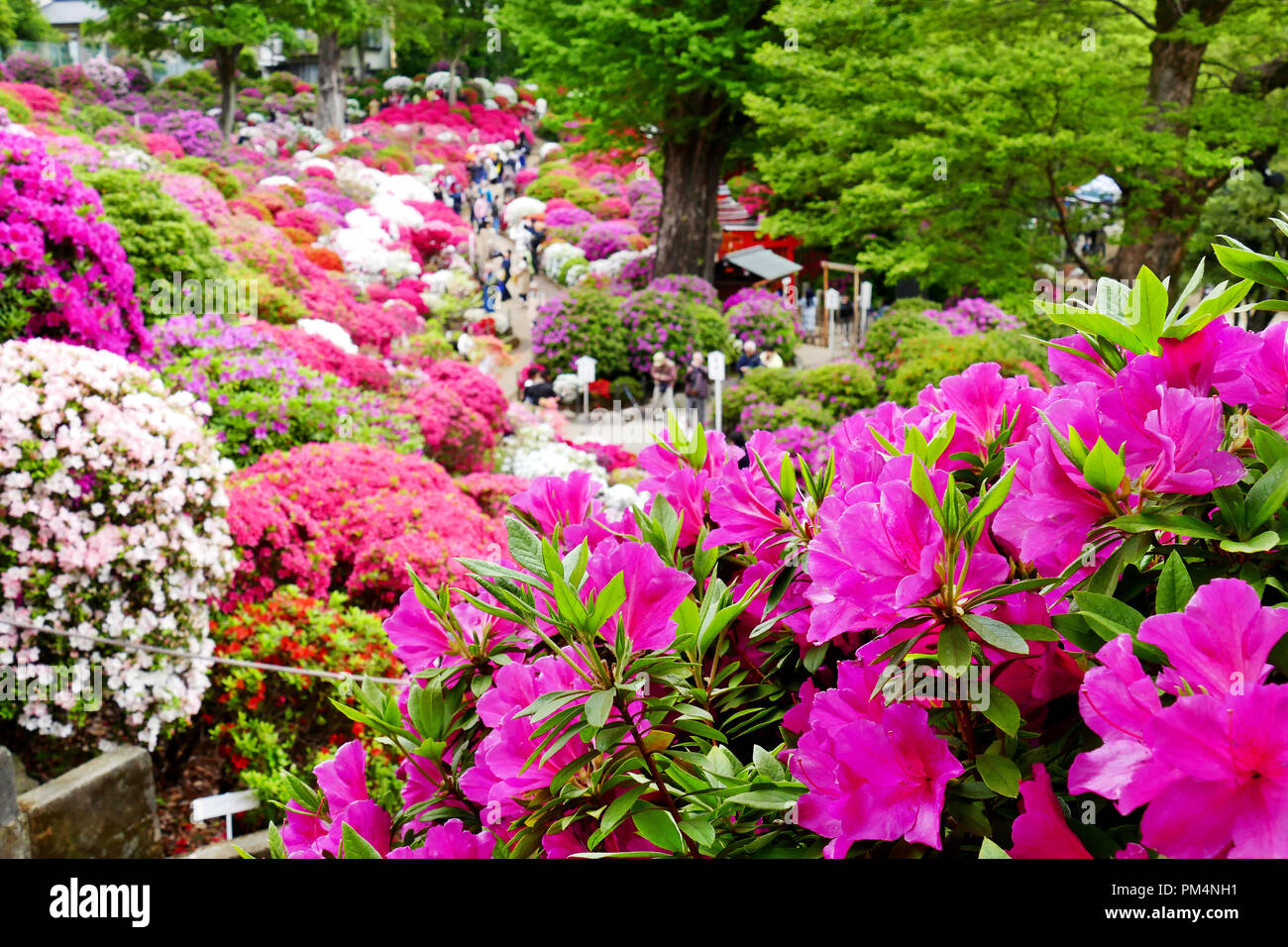 Beautiful Japanese azalea flowers in full bloom during Bunkyo Azalea ...