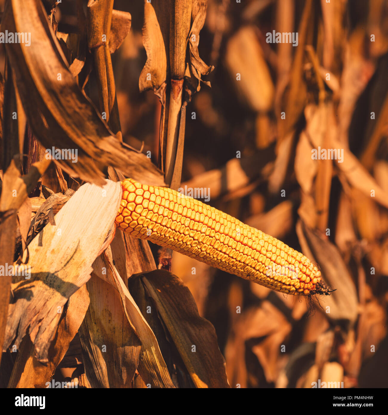 Fully developed ear of corn on the cob in cultivated field Stock Photo ...