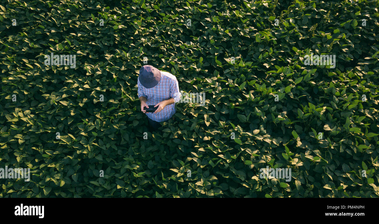 Farmer agronomist using drone to observe and control cultivated soybean ...