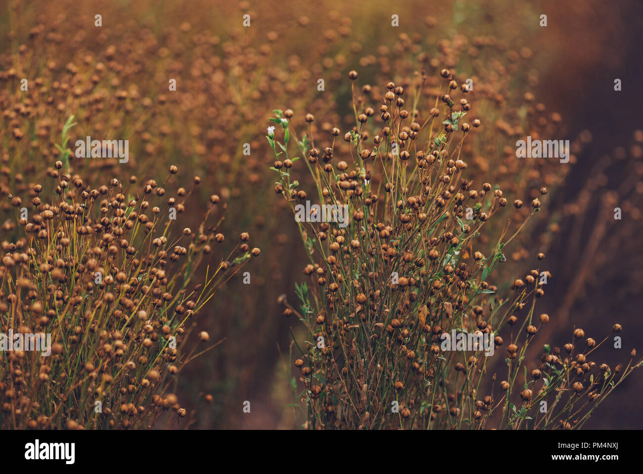 Flax plant hi-res stock photography and images - Alamy