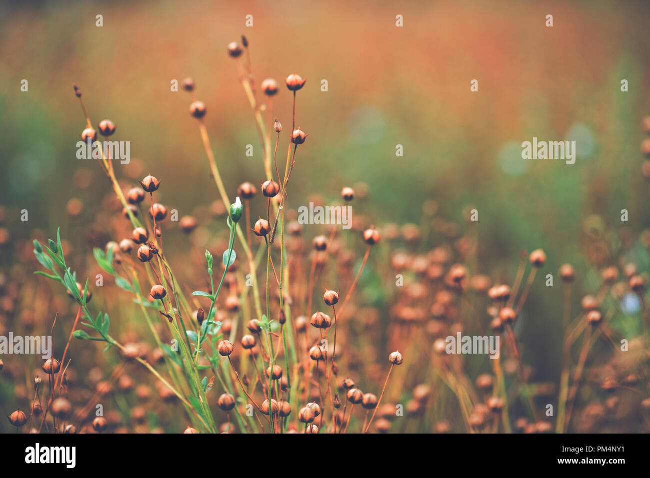 Ripe flax (Linum usitatissimum) or linseed plants in field, selective ...