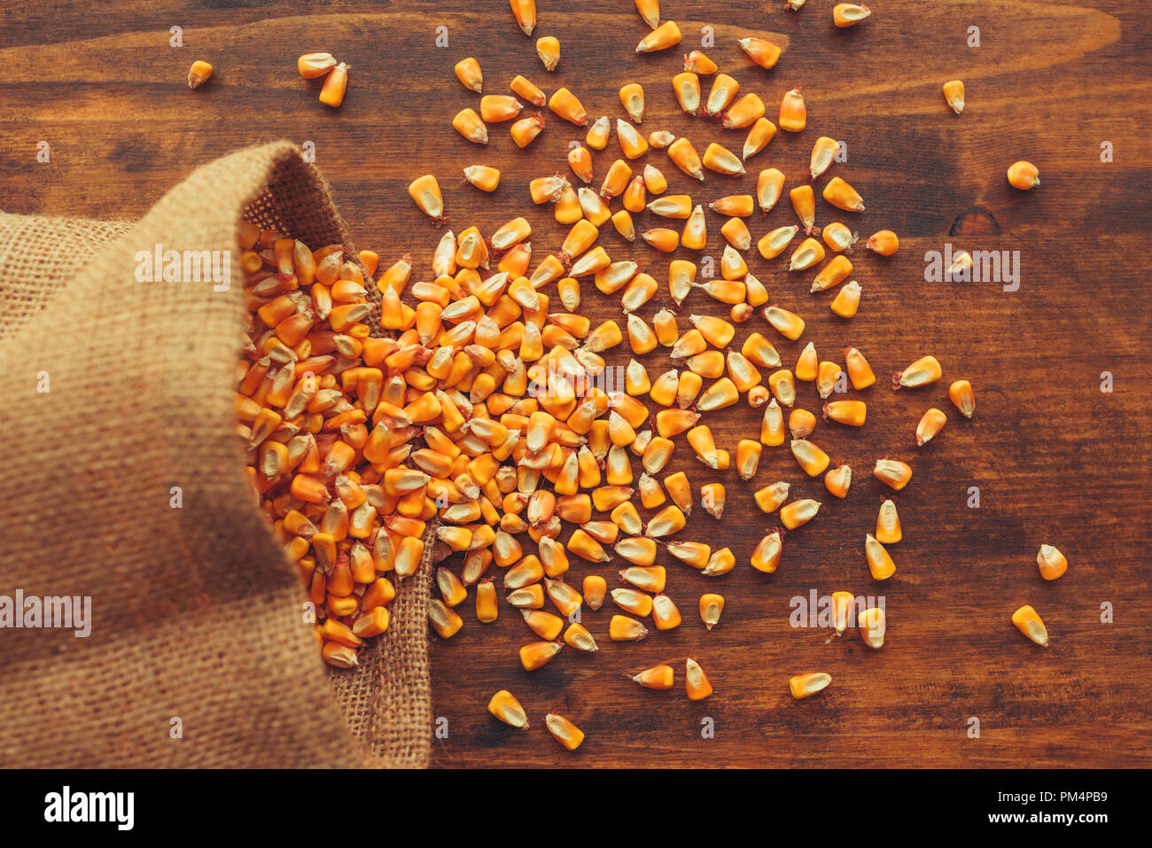 Harvested corn kernels spilling out of burlap sack, concept of ...