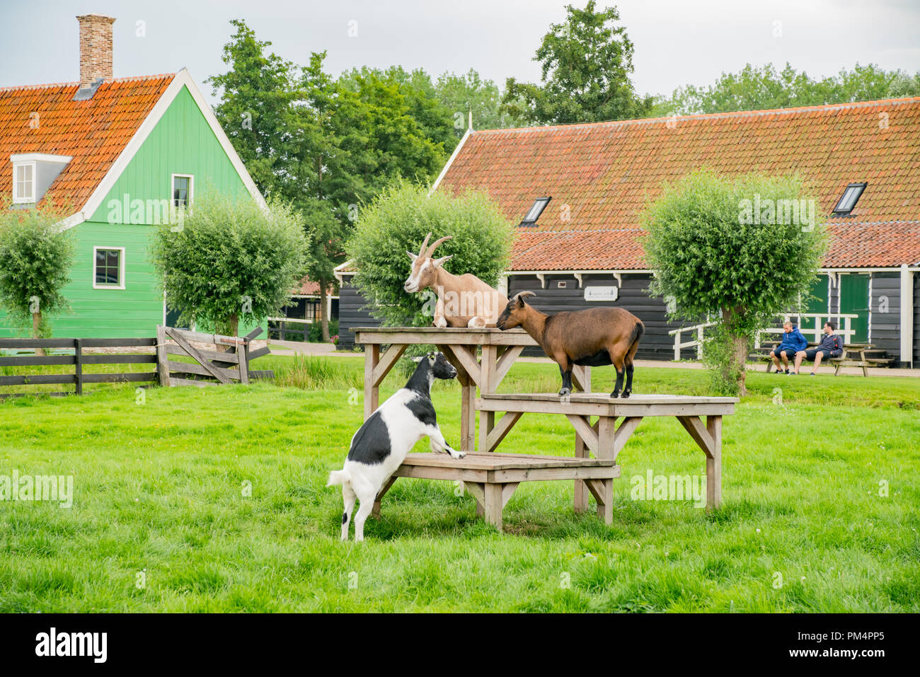 Dutches hi-res stock photography and images - Alamy