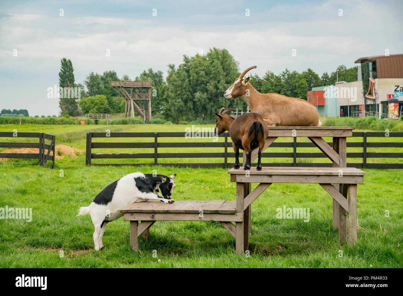 Dutches High Resolution Stock Photography and Images - Alamy