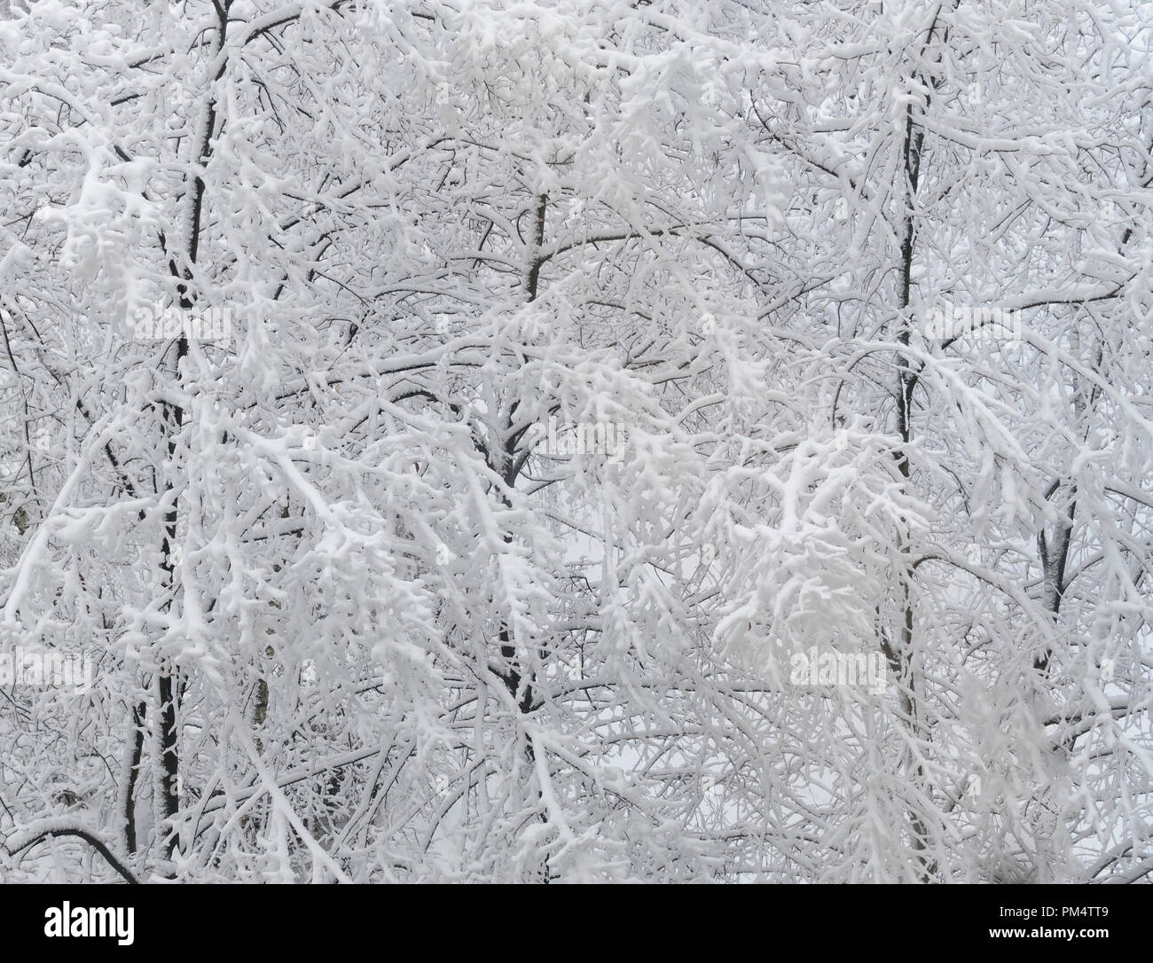 Branches trees are covered white fresh pure snow winter photo Stock ...