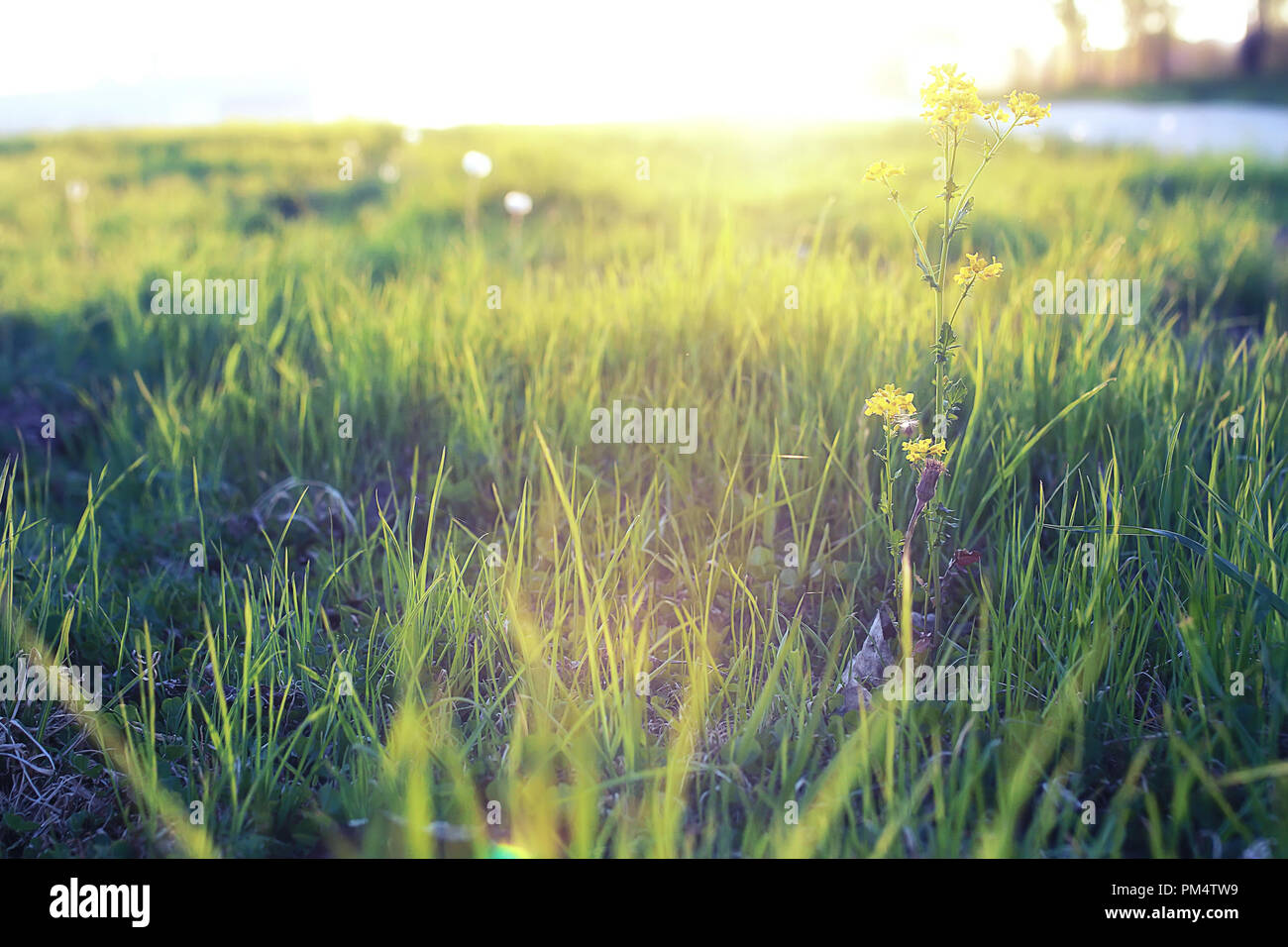 Wild flower on a green meadow in spring evening sunset hour Stock Photo ...