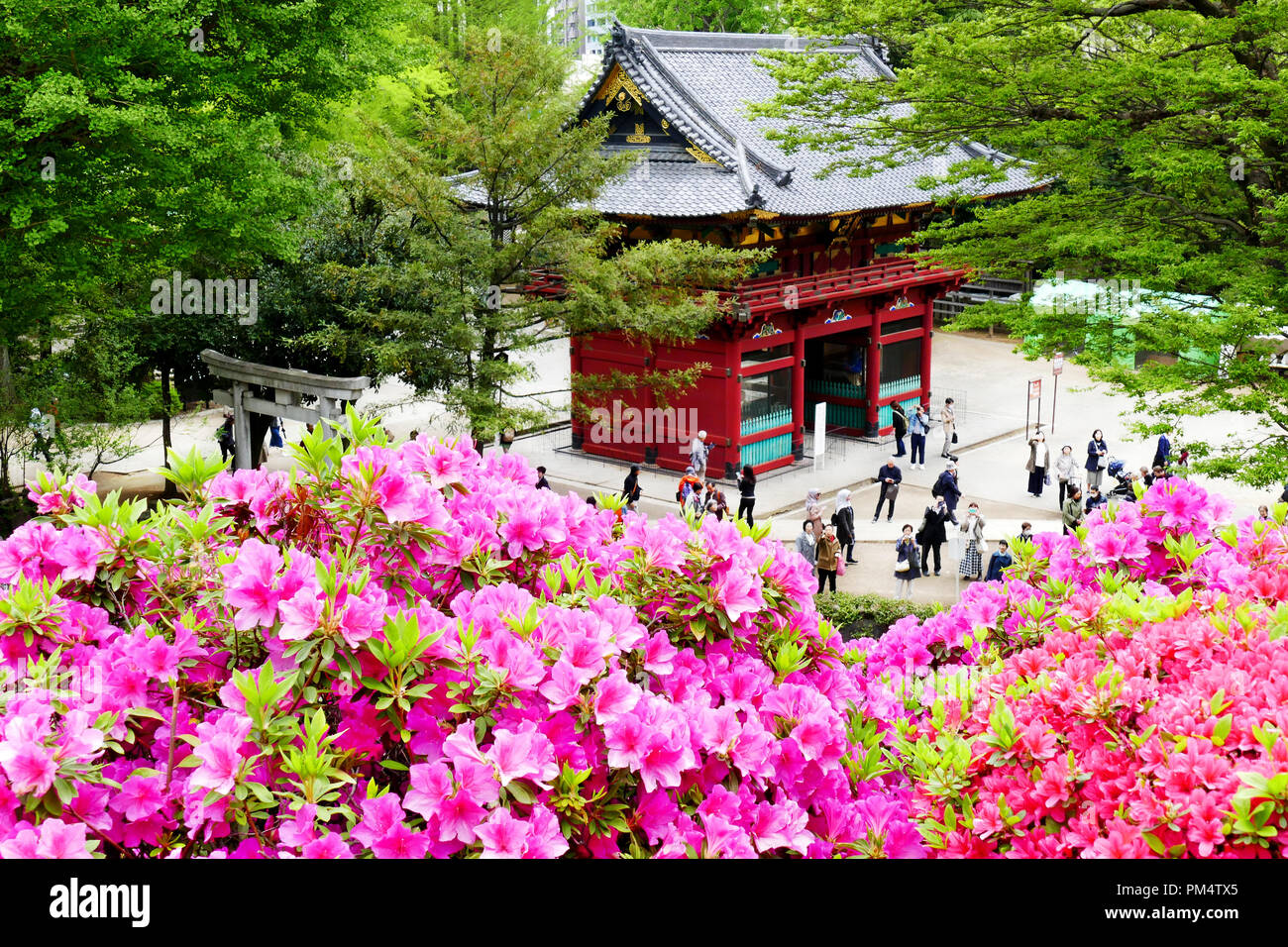 Azalea Festival High Resolution Stock Photography and Images - Alamy