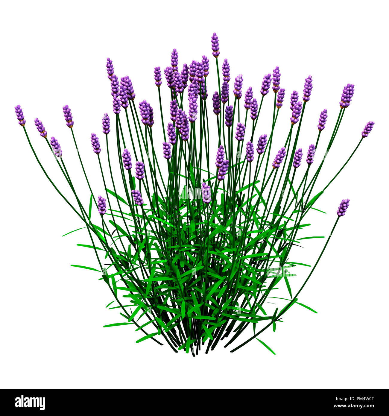 3D rendering of lavender flowers isolated on white background Stock ...