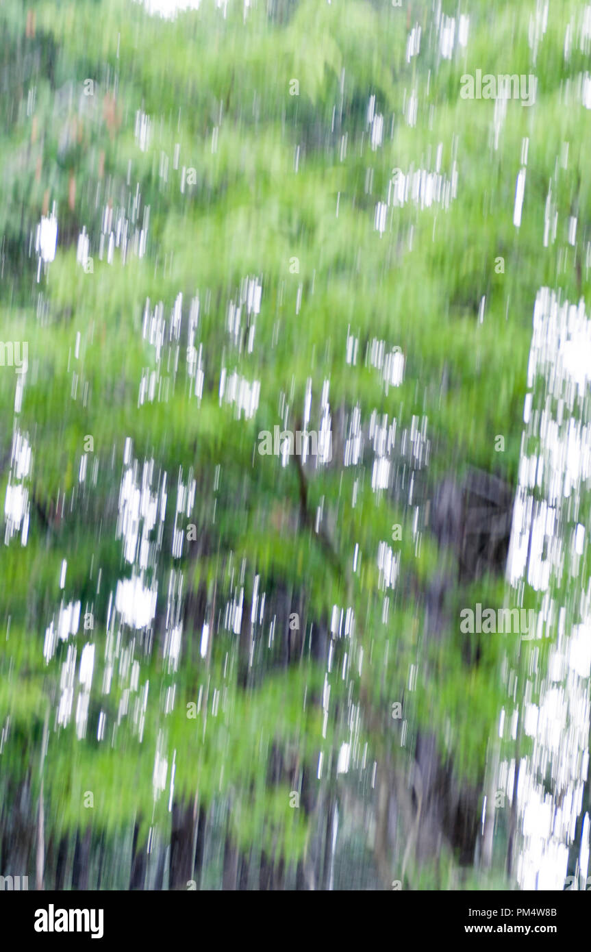 trees in motion. Artistic blur effect Stock Photo - Alamy