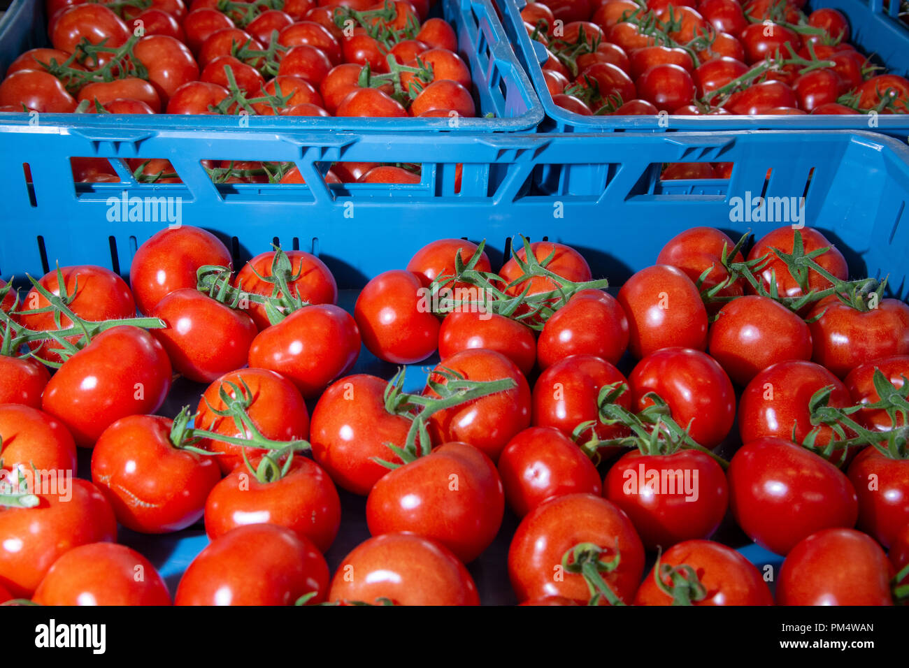 Sorting and packaging line of fresh ripe red tomatoes on vine in Dutch greenhouse, bio farming ...