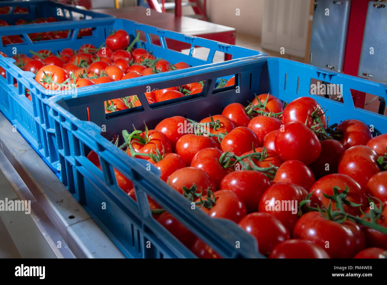 Sorting and packaging line of fresh ripe red tomatoes on vine in Dutch greenhouse, bio farming ...