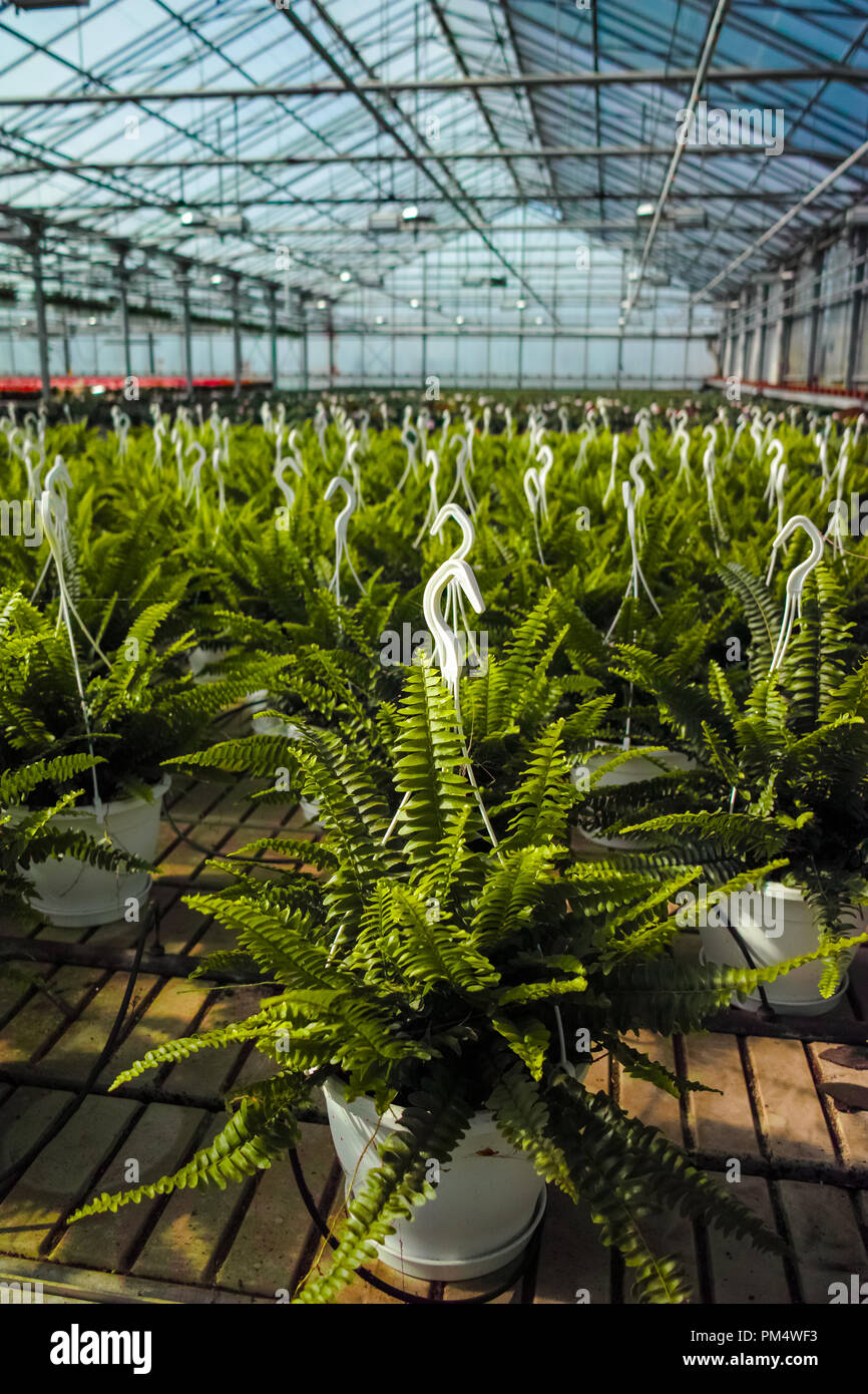 Nephrolepis Green Lady, houseplants cultivated as decorative or ...