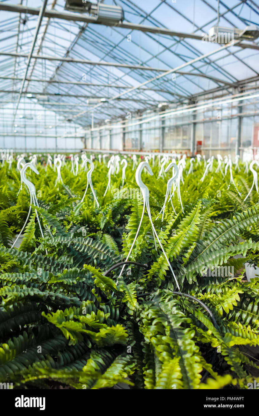 Nephrolepis Green Lady, houseplants cultivated as decorative or ...