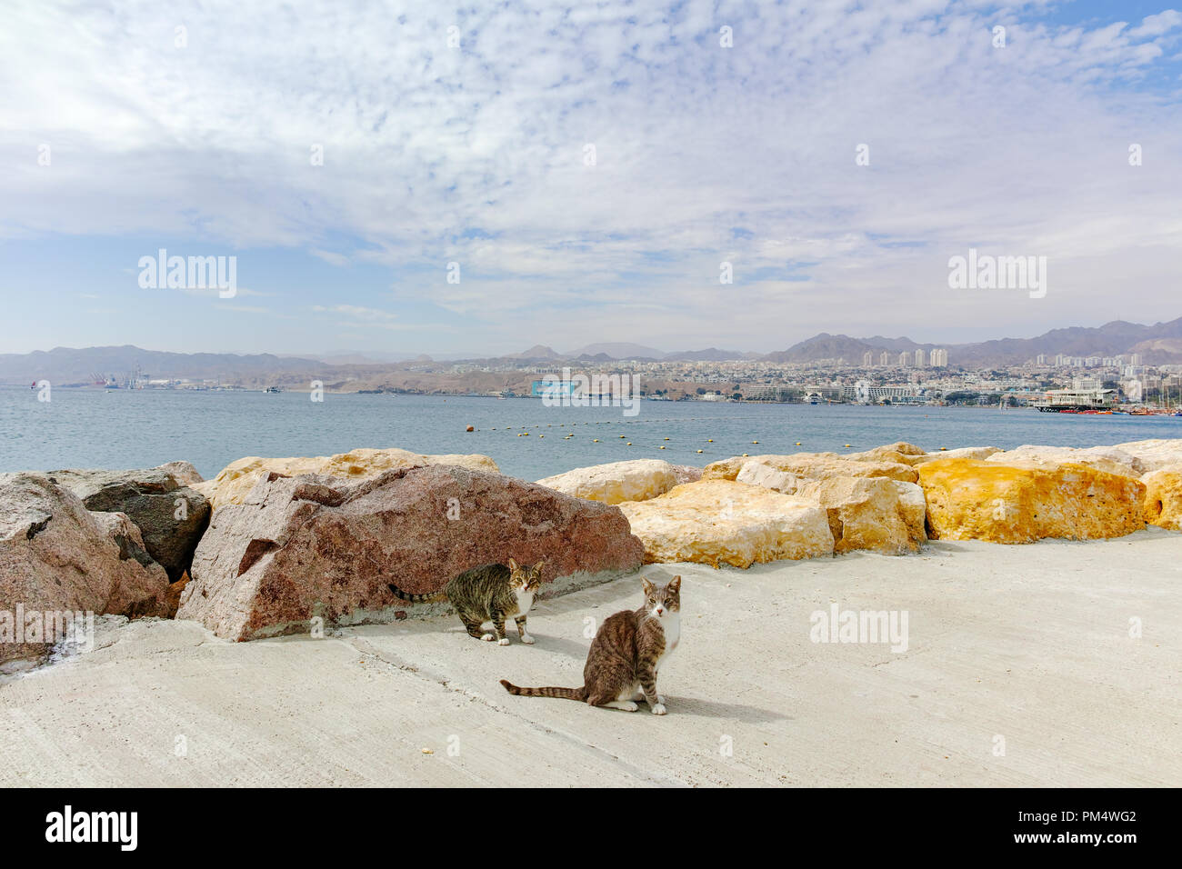 Cats of Eilat, Israel. Many cats leave on streets and beaches of Eilat ...