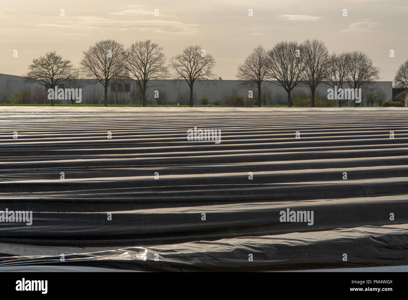 Asparagus fields covered with foil hi-res stock photography and images ...