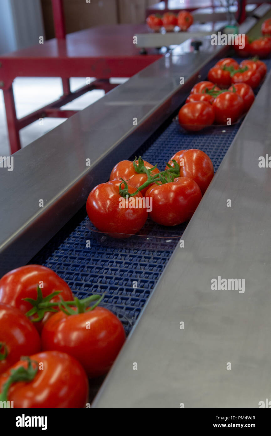 Sorting and packaging line of fresh ripe red tomatoes on vine in Dutch greenhouse, bio farming ...