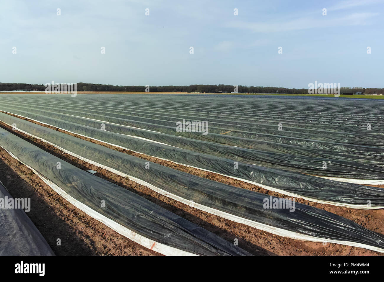 Asparagus fields covered with foil hi-res stock photography and images ...