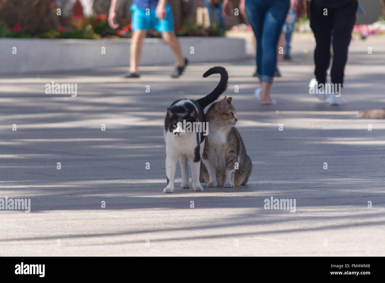 Cats of Eilat, Israel. Many cats leave on streets and beaches of Eilat ...