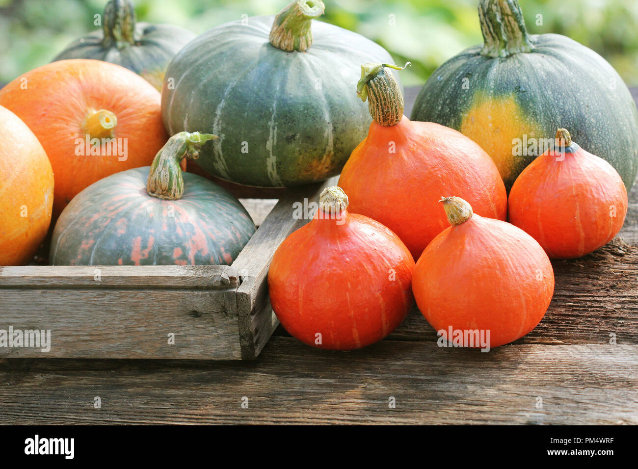 Autumn pumpkin Thanksgiving background concept . Orange and green ...