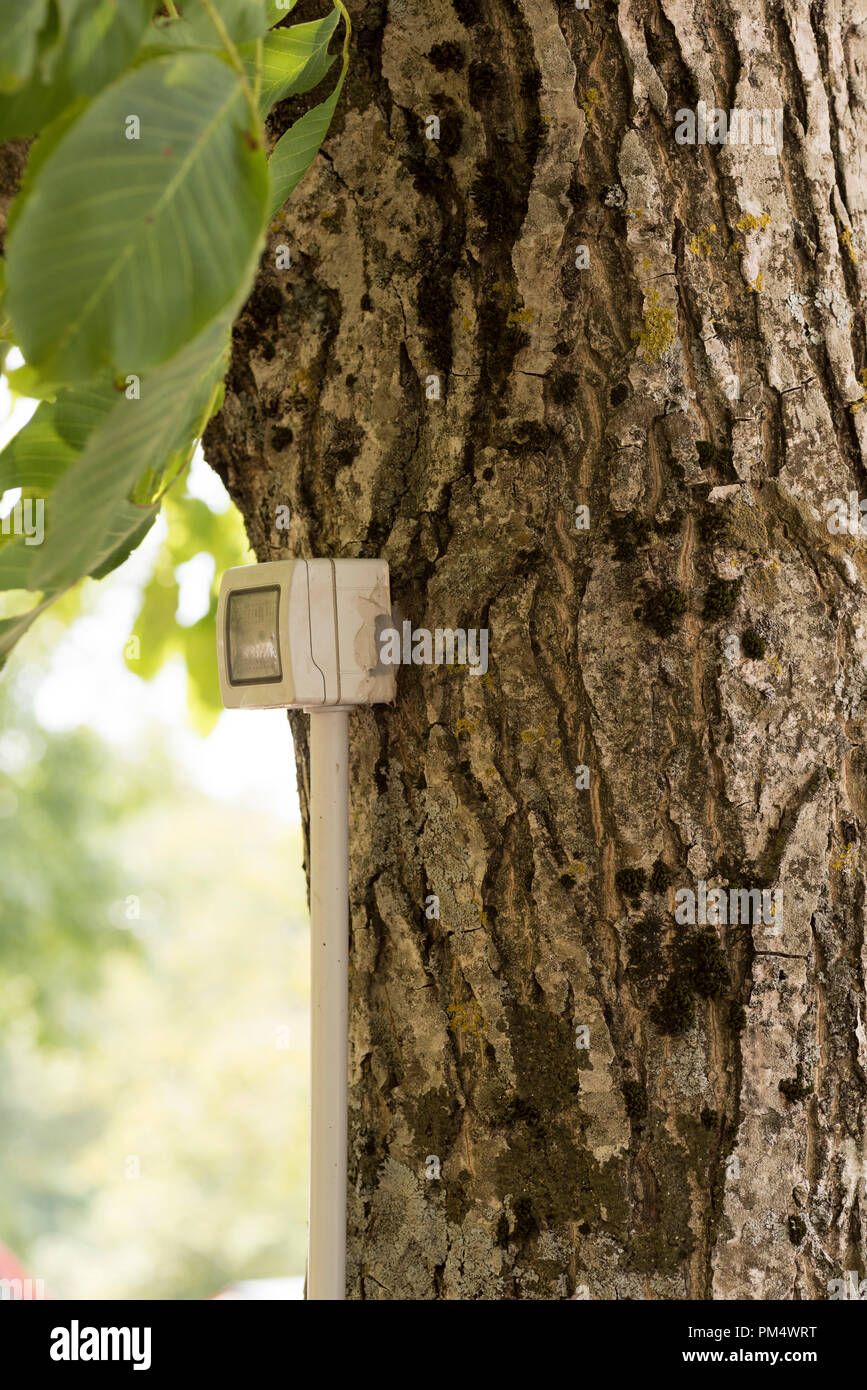 tree with electrical outlet Stock Photo - Alamy