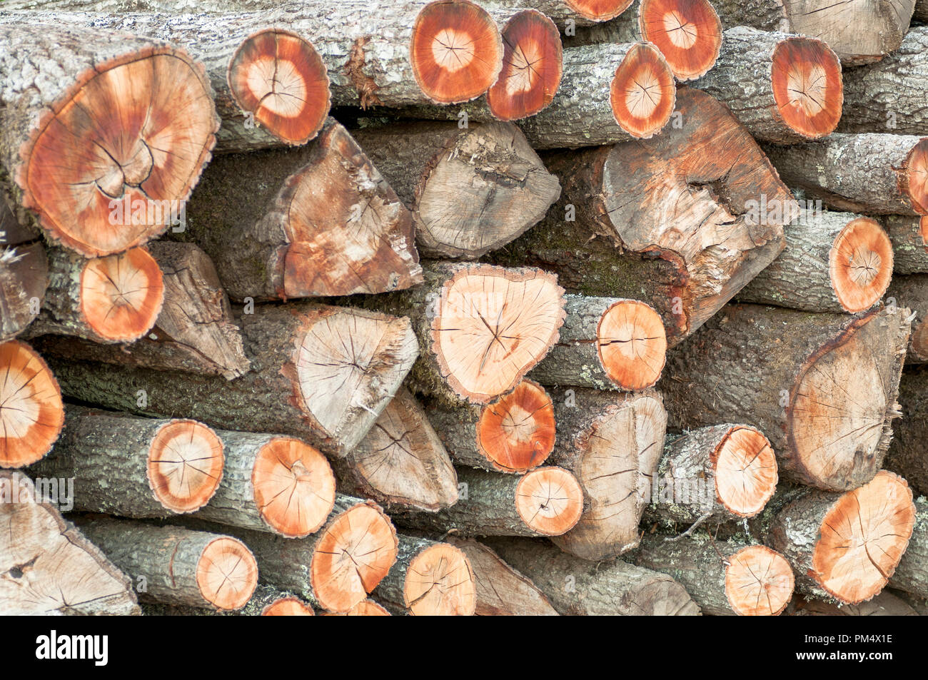 Cut age hi-res stock photography and images - Alamy